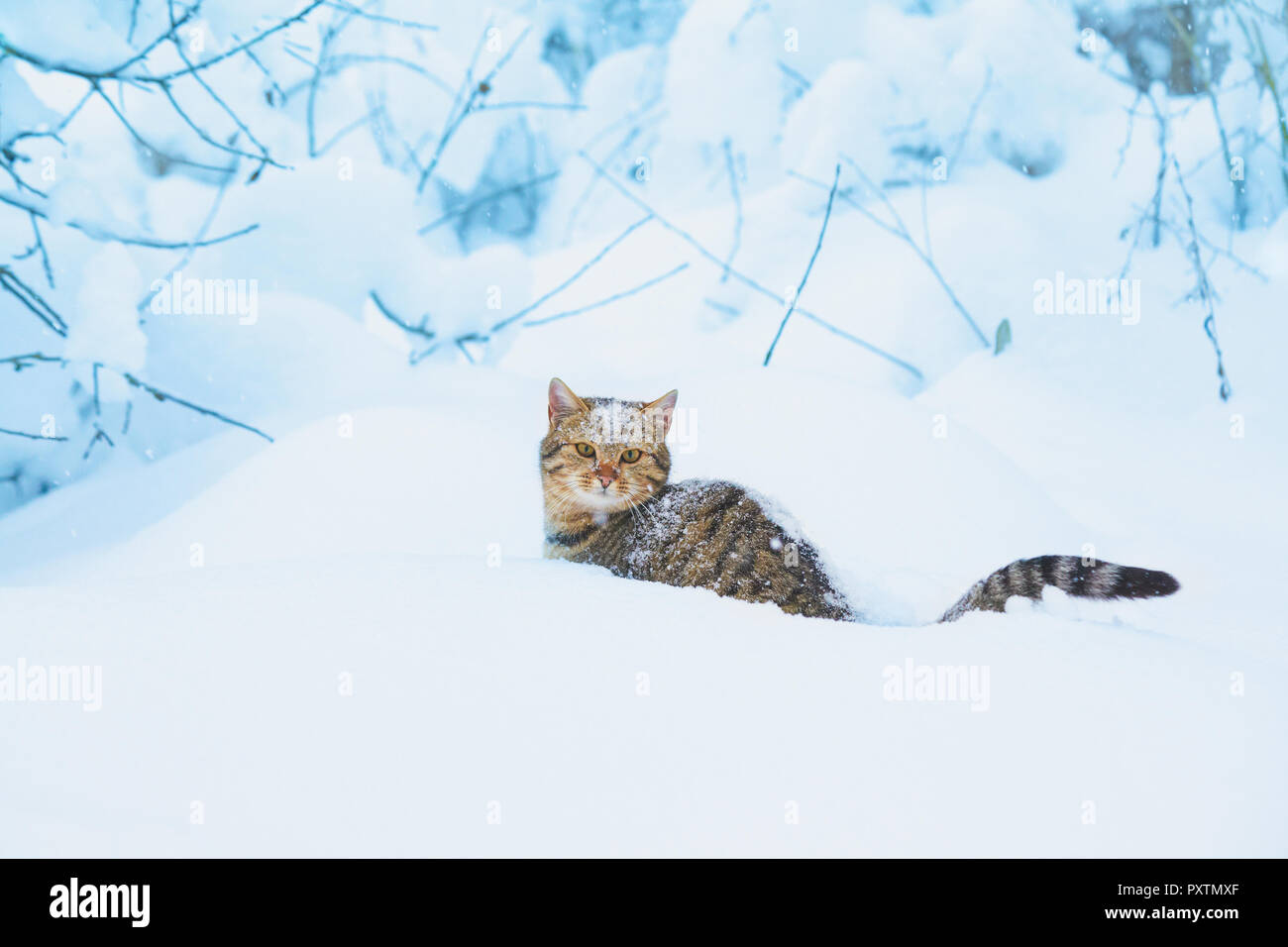 Cat covered with snow sitting in the deep snow in a blizzard Stock ...