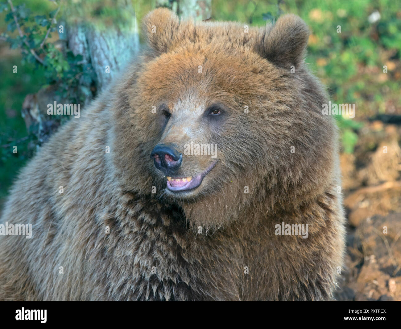 Ursus arctos subspecies hi-res stock photography and images - Alamy