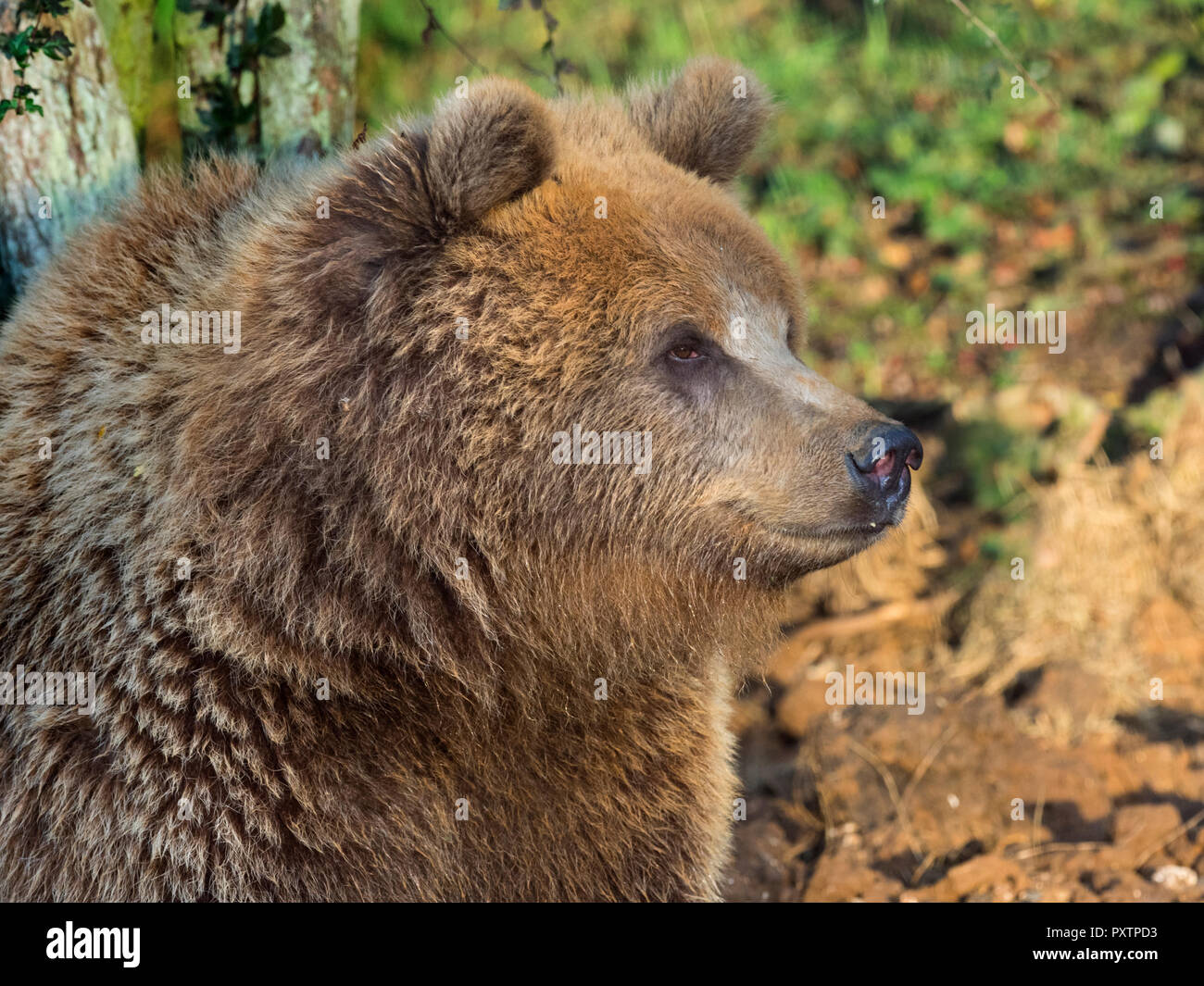Ursus arctos subspecies hi-res stock photography and images - Alamy