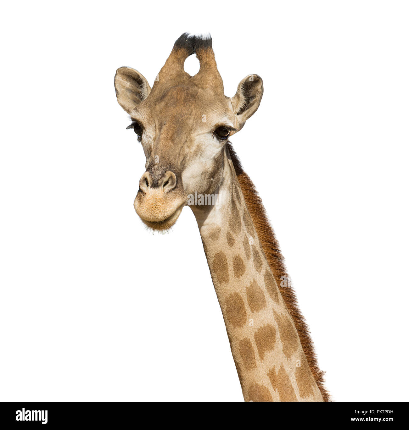 giraffe head isolated on white background, a large African mammal with ...