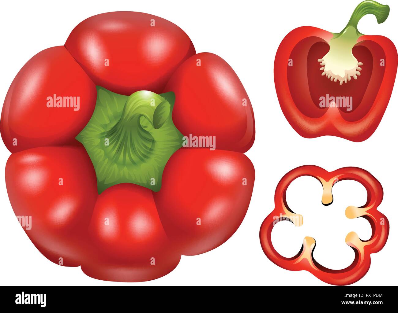 Fresh capsicum with different cuts illustration Stock Vector Image ...