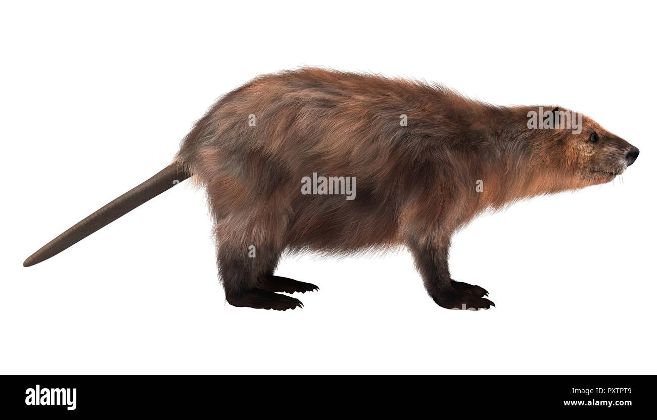 Beaver isolated on white background 3d illustration Stock Photo - Alamy