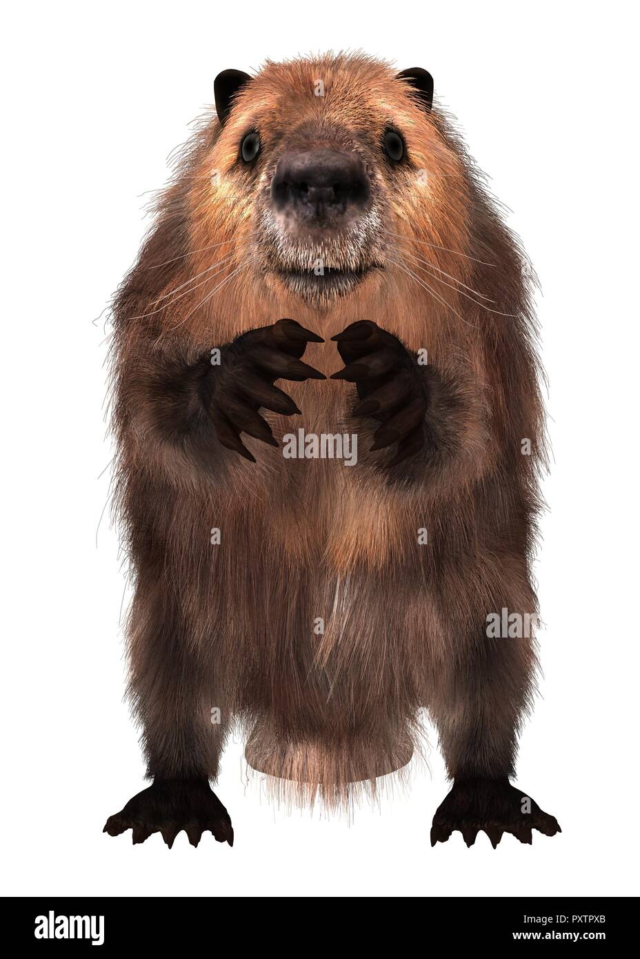 Beaver isolated on white background 3d illustration Stock Photo - Alamy