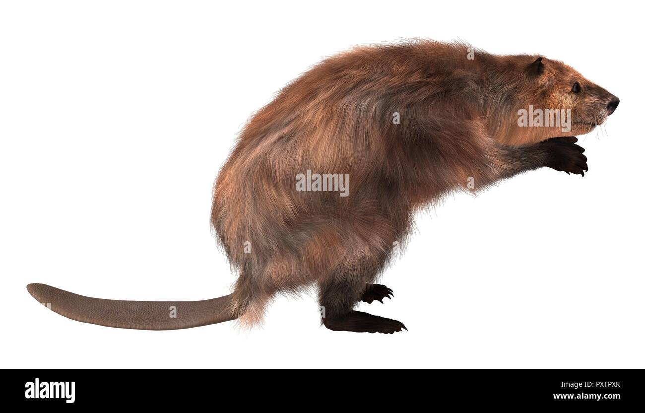 Beaver isolated on white background 3d illustration Stock Photo - Alamy