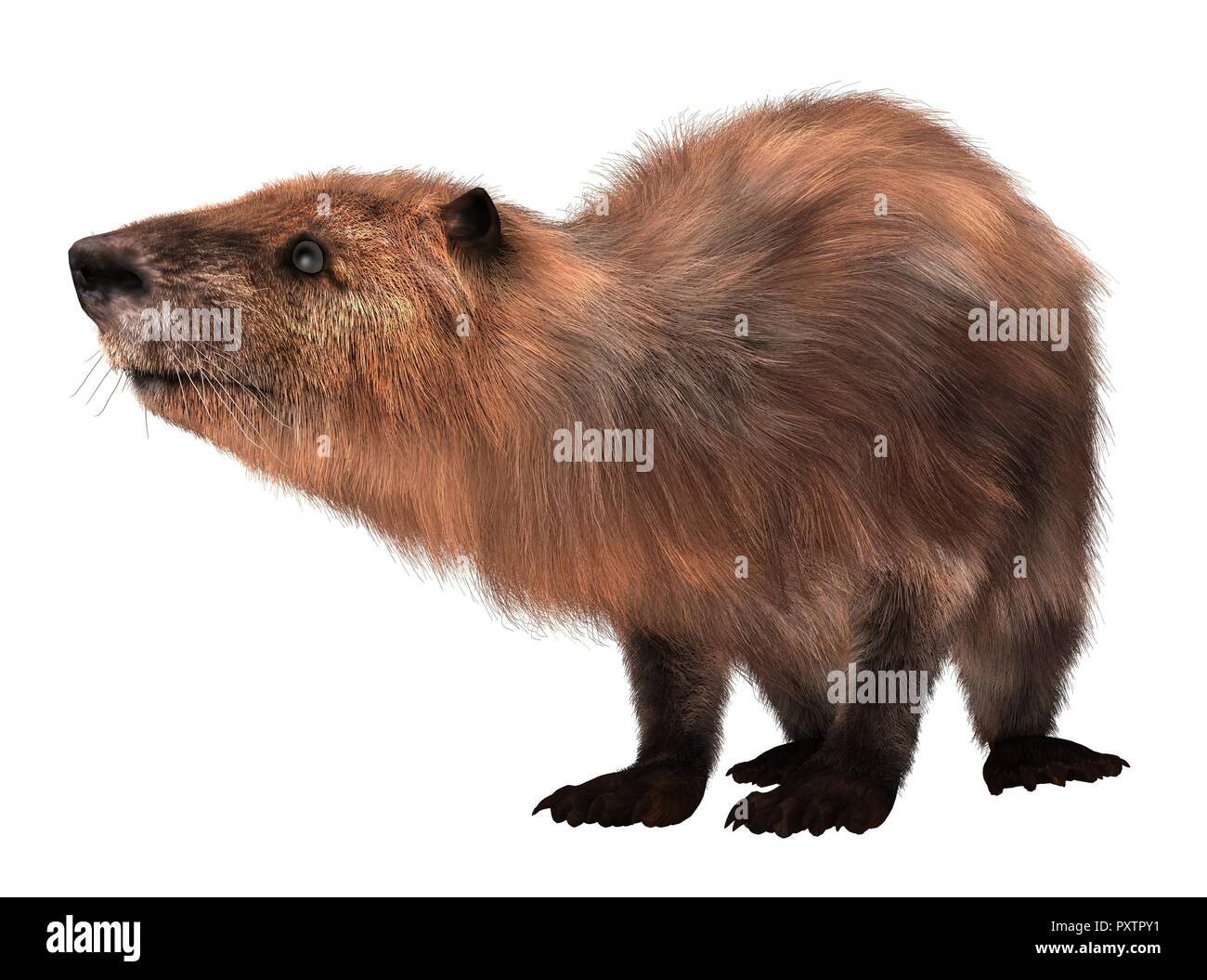 Beaver isolated on white background 3d illustration Stock Photo - Alamy