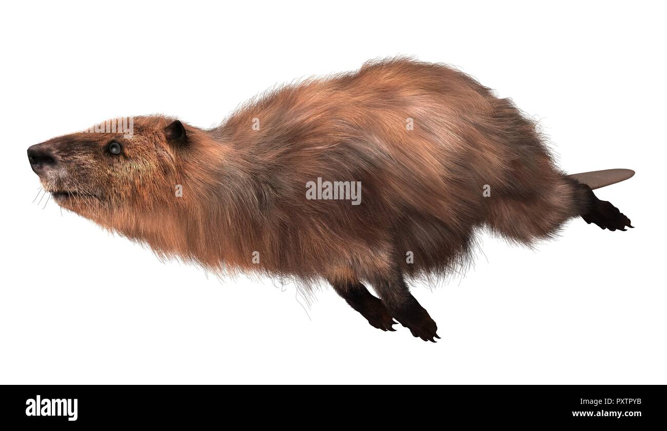 Beaver isolated on white background 3d illustration Stock Photo - Alamy