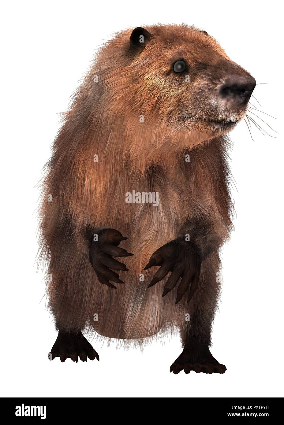 Beaver isolated on white background 3d illustration Stock Photo - Alamy