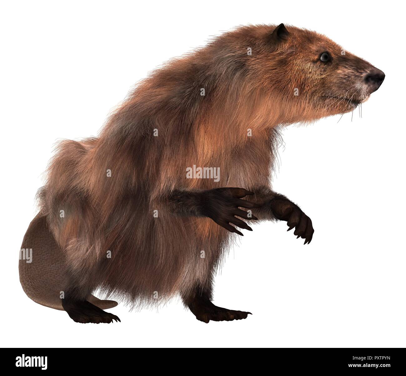 Beaver isolated on white background 3d illustration Stock Photo - Alamy
