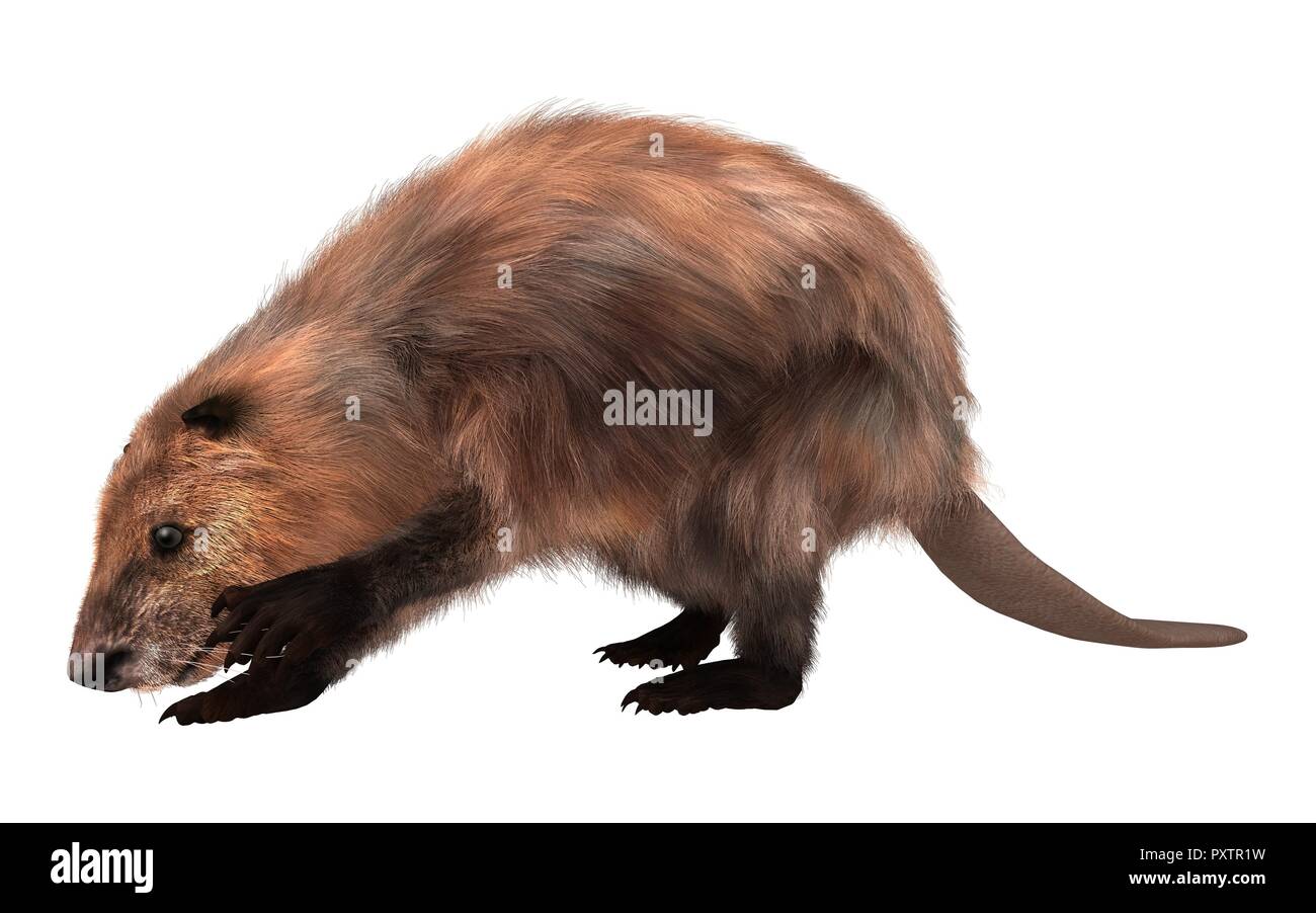 Beaver isolated on white background 3d illustration Stock Photo - Alamy