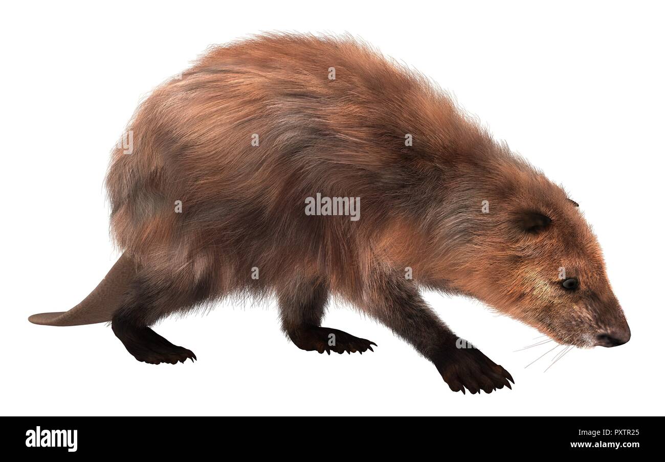 Beaver isolated on white background 3d illustration Stock Photo - Alamy