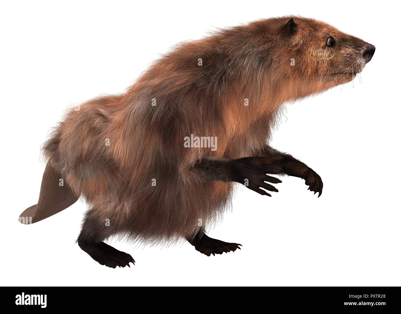 Beaver isolated on white background 3d illustration Stock Photo - Alamy