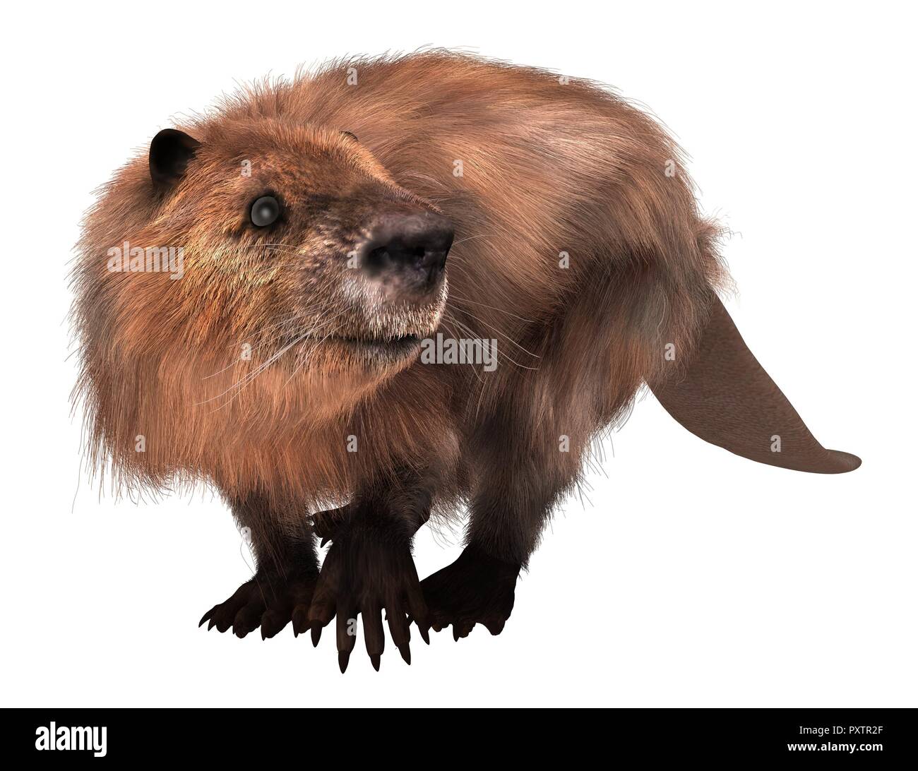 Beaver isolated on white background 3d illustration Stock Photo - Alamy
