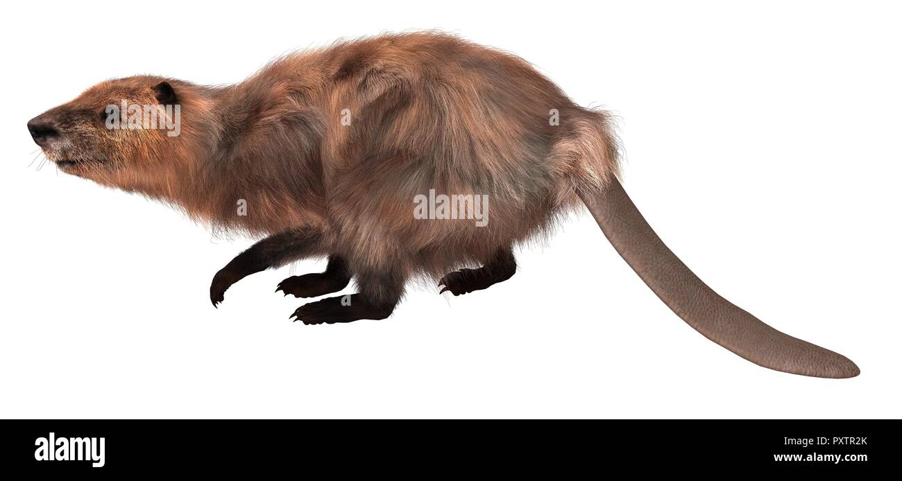 Beaver isolated on white background 3d illustration Stock Photo - Alamy