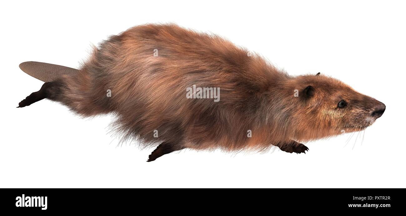 Beaver isolated on white background 3d illustration Stock Photo - Alamy