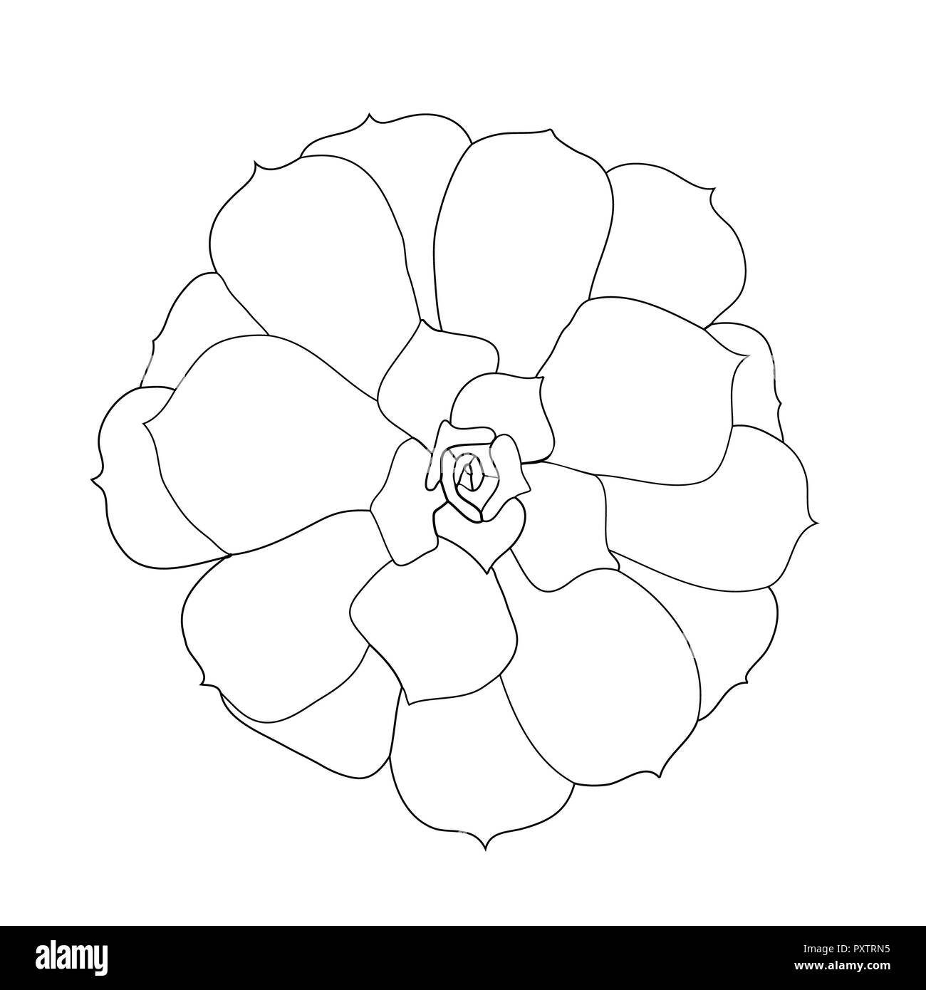 Hand drawn succulent Black and White Stock Photos & Images - Alamy