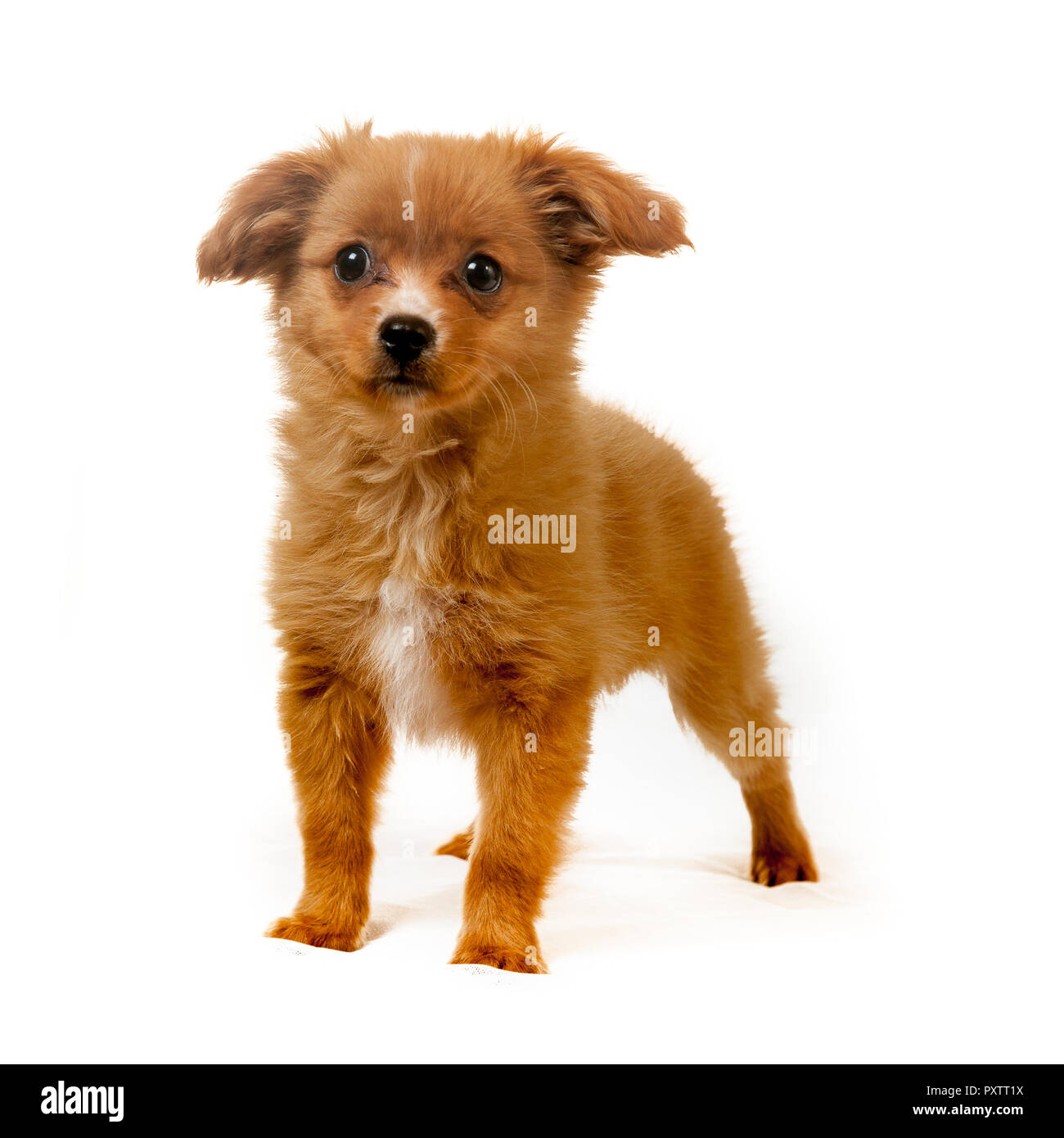 puppy of pomeranian dog a cute fluffy pet Stock Photo - Alamy