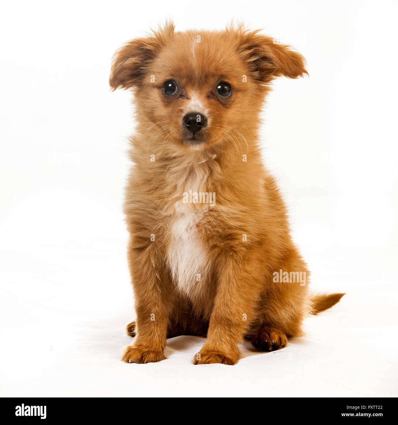 puppy of pomeranian dog a cute fluffy pet Stock Photo - Alamy