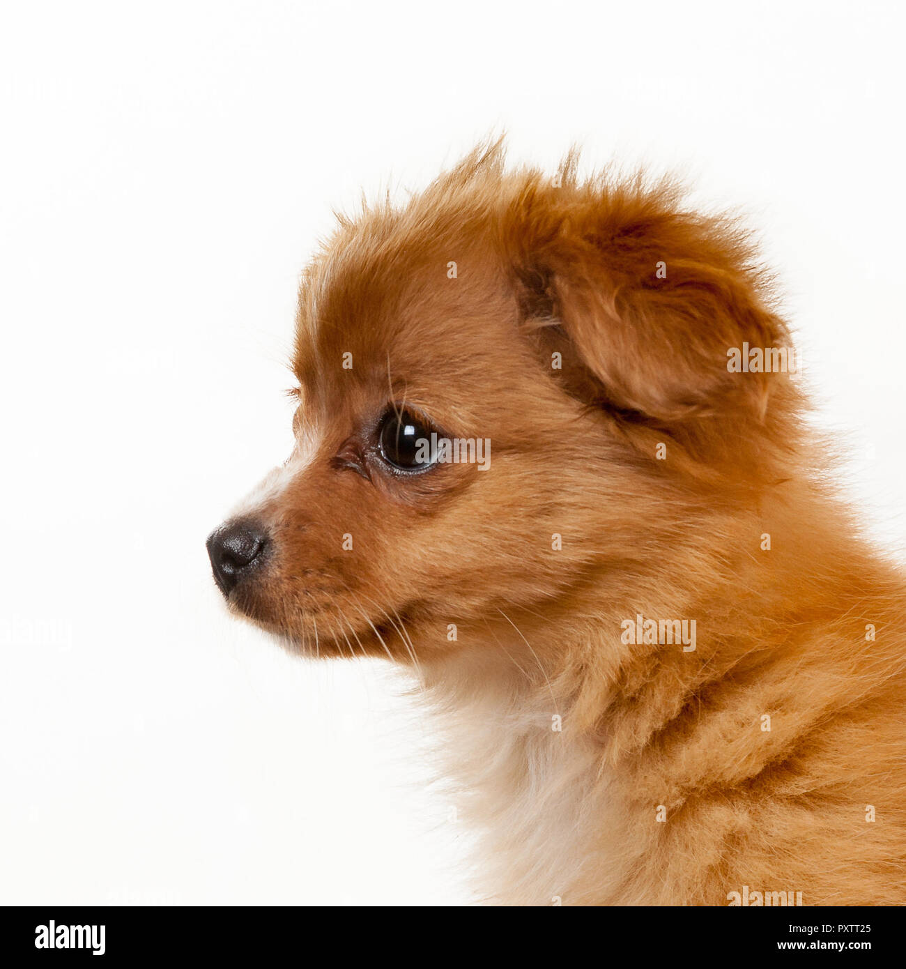 puppy of pomeranian dog a cute fluffy pet Stock Photo - Alamy