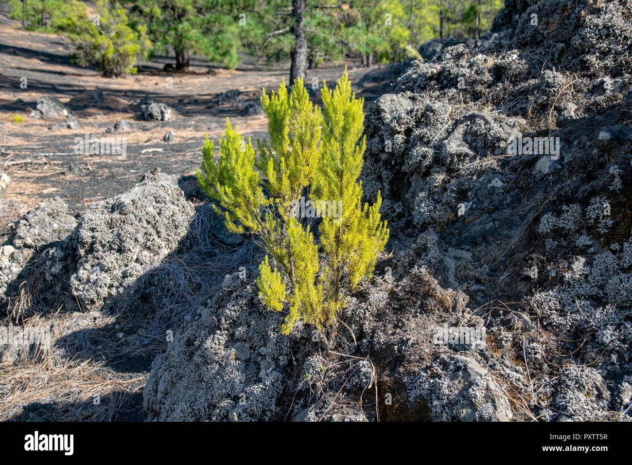 Pine Tree Growing Out Rock High Resolution Stock Photography and Images ...
