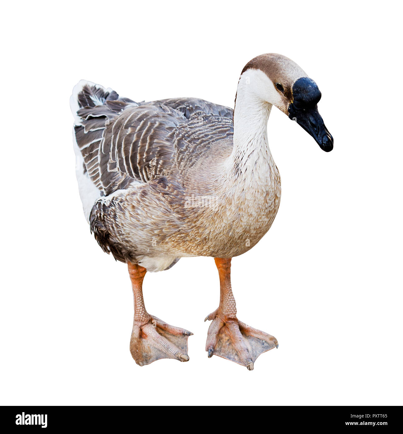 goose isolated on white background Stock Photo - Alamy