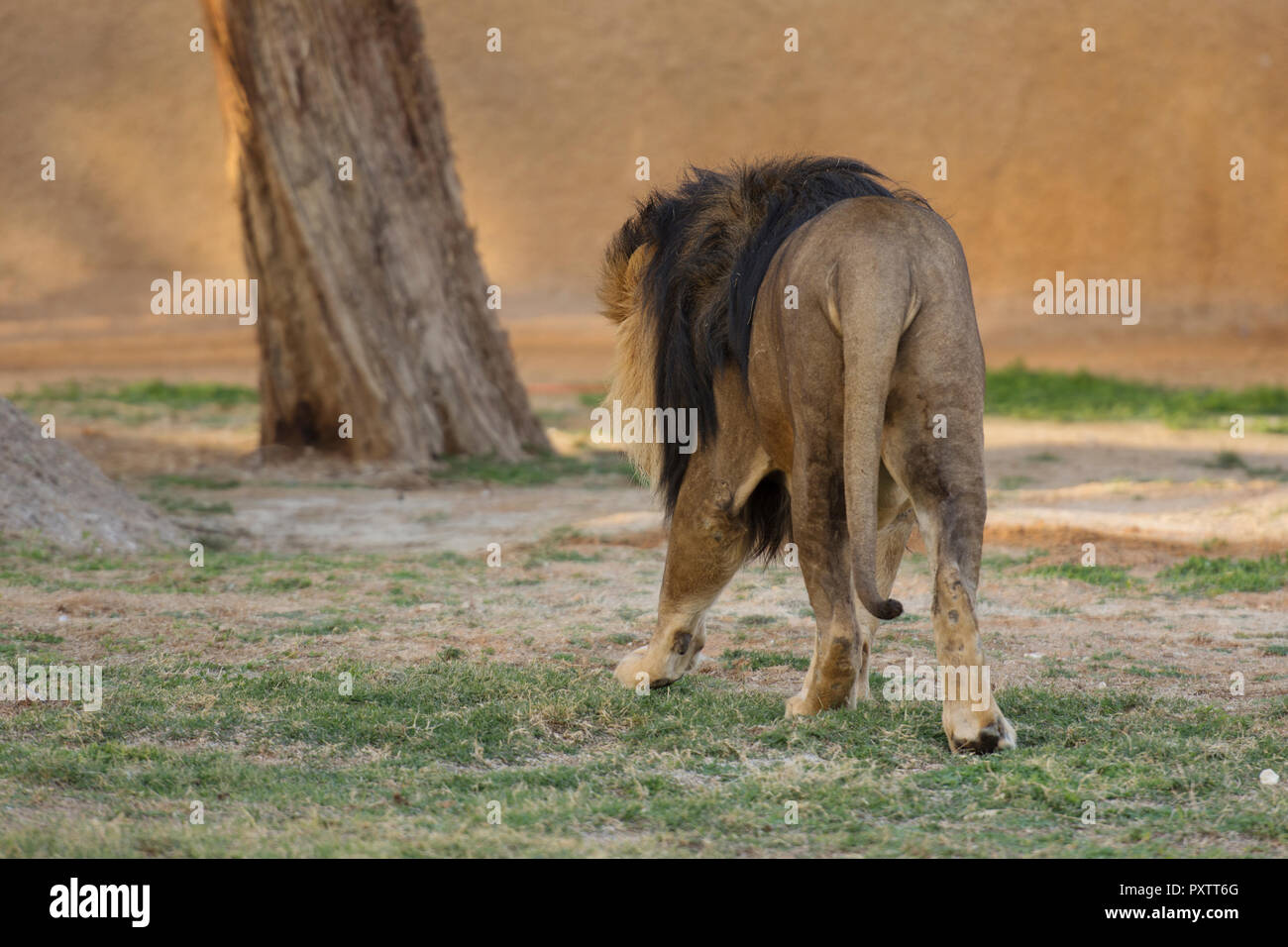 Lion head back and white hi-res stock photography and images - Alamy