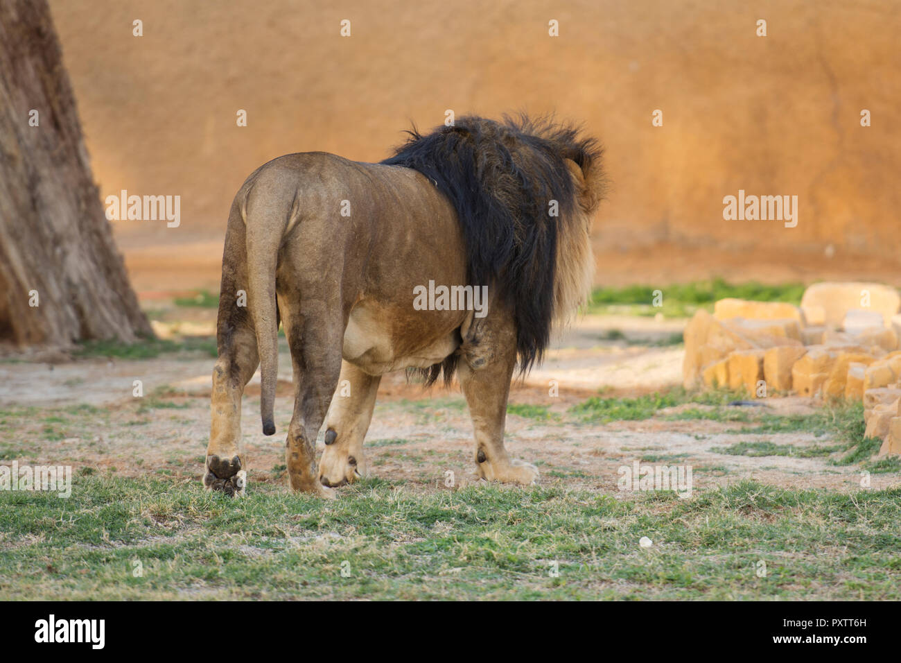 back of lion walking on the grass in zoo Stock Photo - Alamy