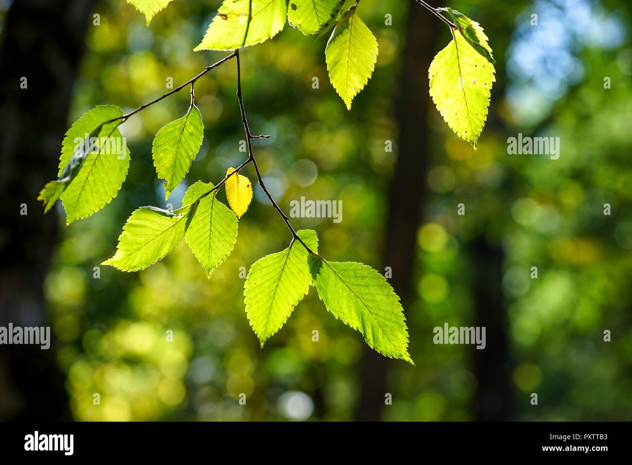 yellow-green leaves on thin branches on blurred natural background in ...