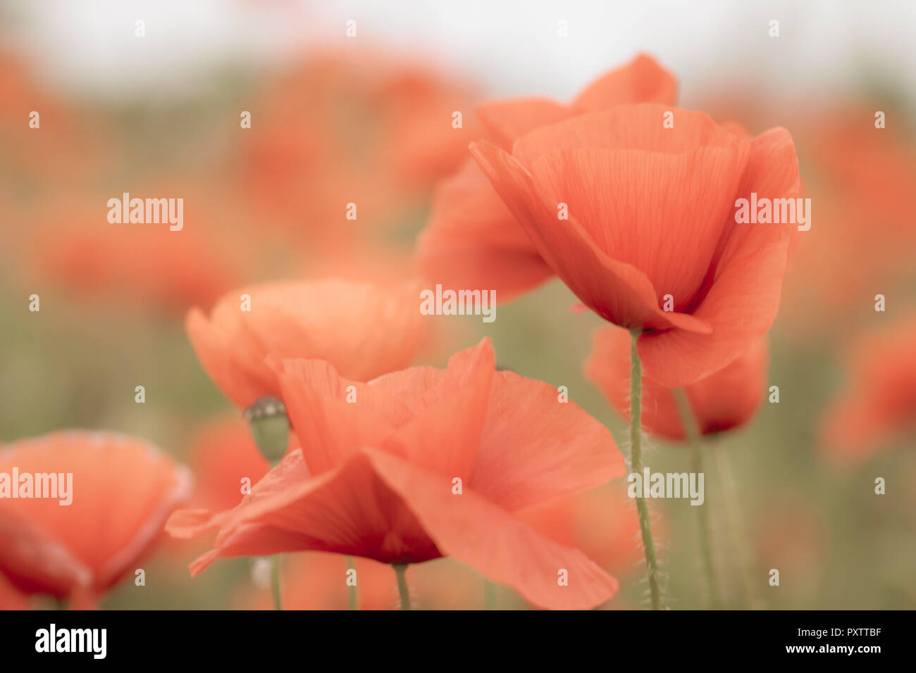Wwi battlefield poppies hi-res stock photography and images - Alamy