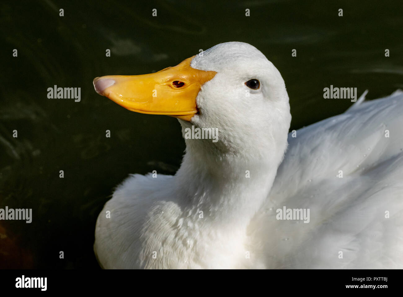 White Pekin Duck looking up expecting food Stock Photo - Alamy