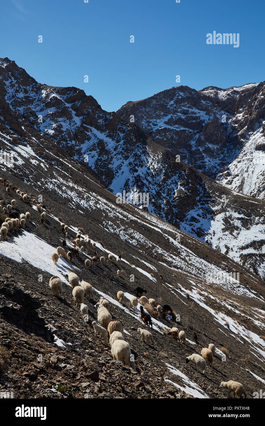 Sheep and goats herd at TIZI N'TICHKA, MOROCCO Stock Photo - Alamy