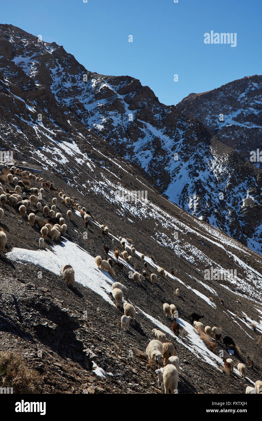 Sheep and goats herd at TIZI N'TICHKA, MOROCCO Stock Photo - Alamy
