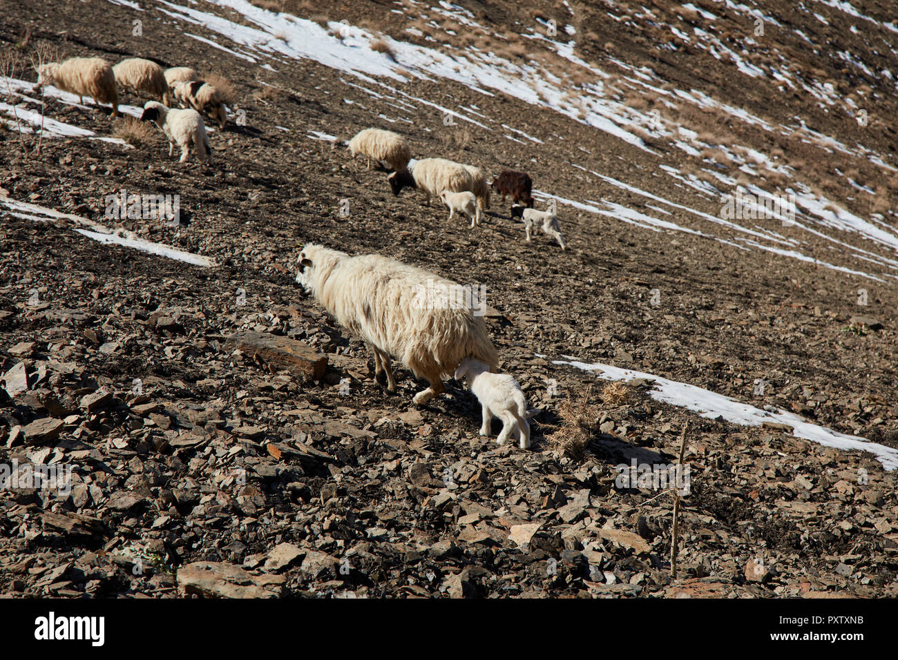 Sheep and goats herd at TIZI N'TICHKA, MOROCCO Stock Photo - Alamy