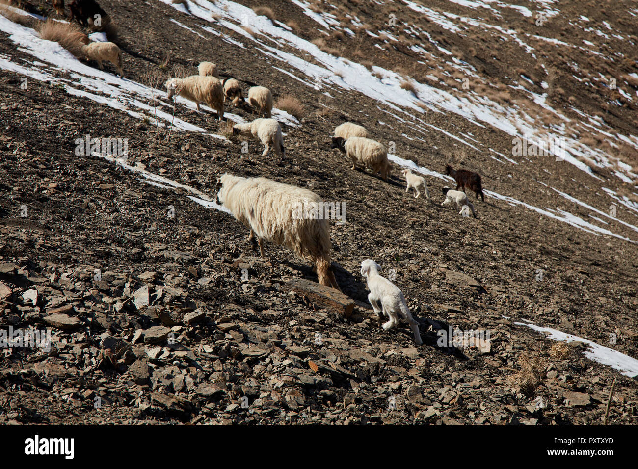 Sheep and goats herd at TIZI N'TICHKA, MOROCCO Stock Photo - Alamy