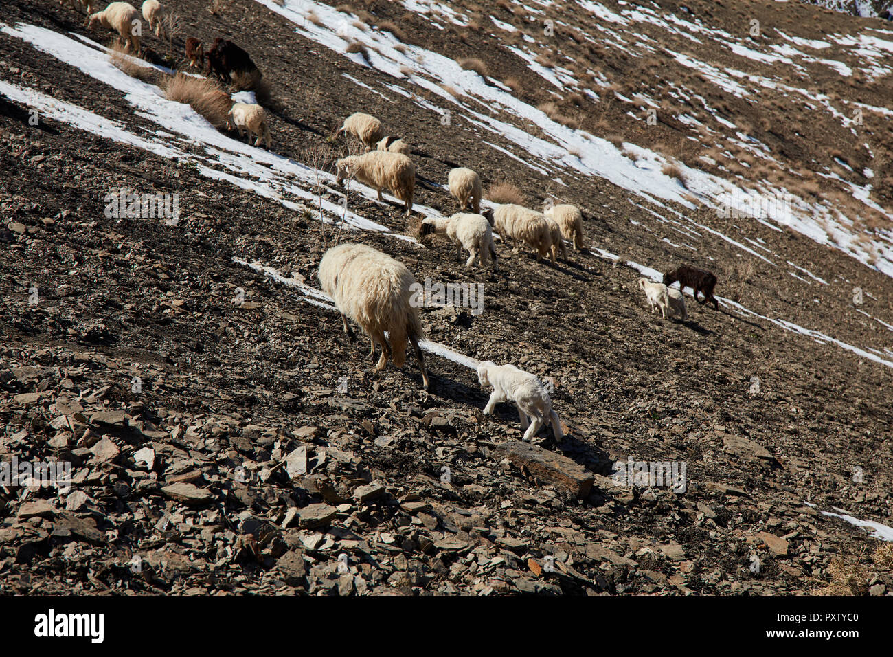 Sheep and goats herd at TIZI N'TICHKA, MOROCCO Stock Photo - Alamy