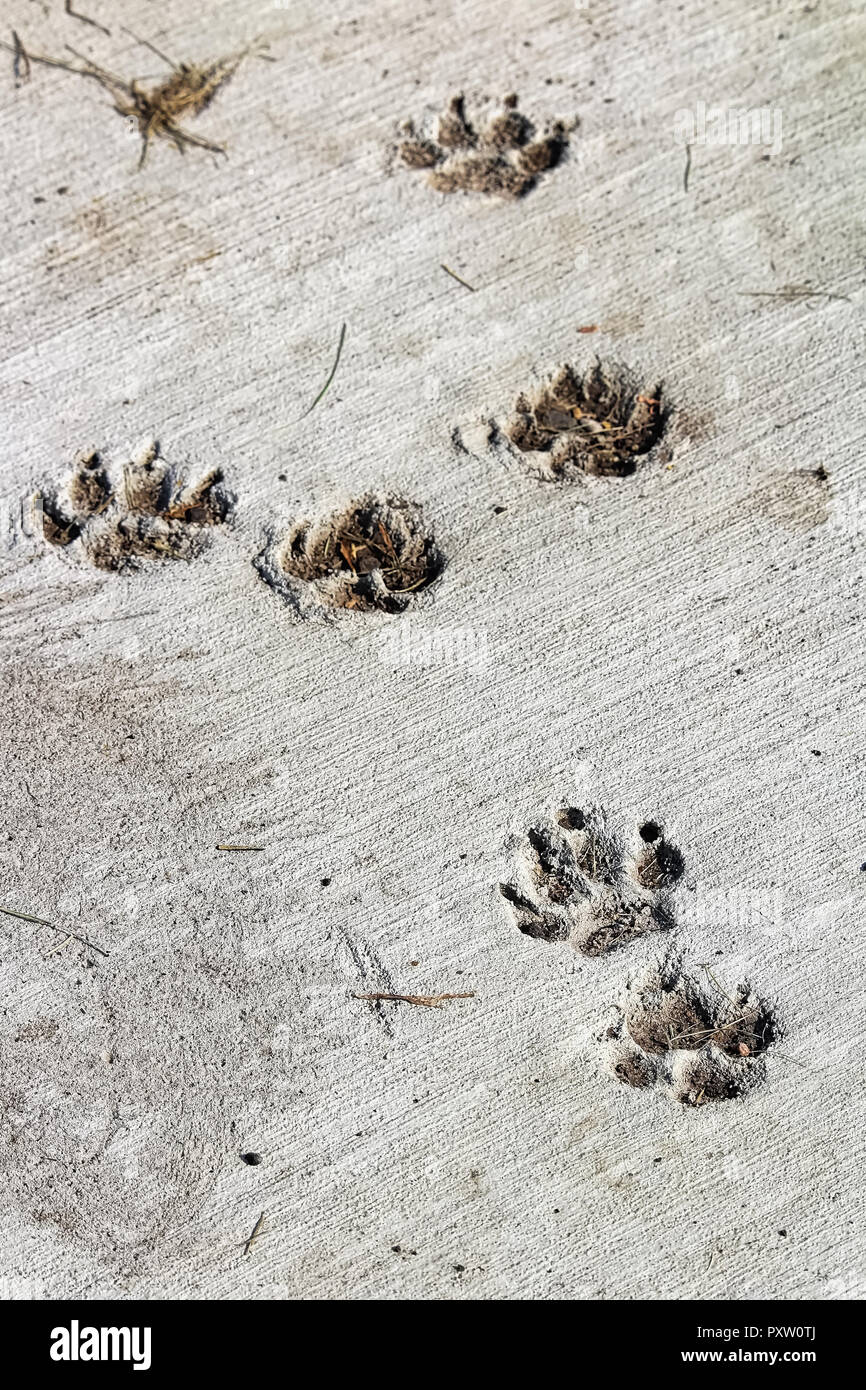 Cement imprint hi-res stock photography and images - Alamy