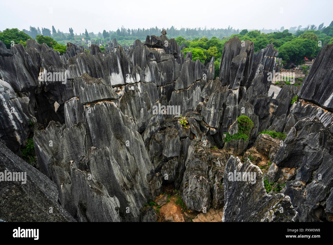 Stone forest hi-res stock photography and images - Alamy