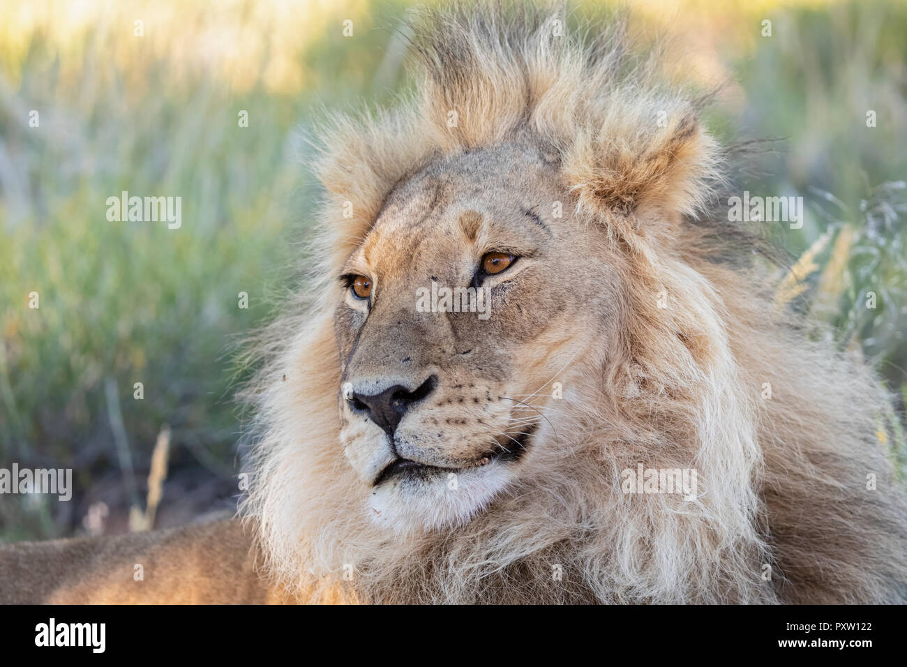 Lion sideways hi-res stock photography and images - Alamy