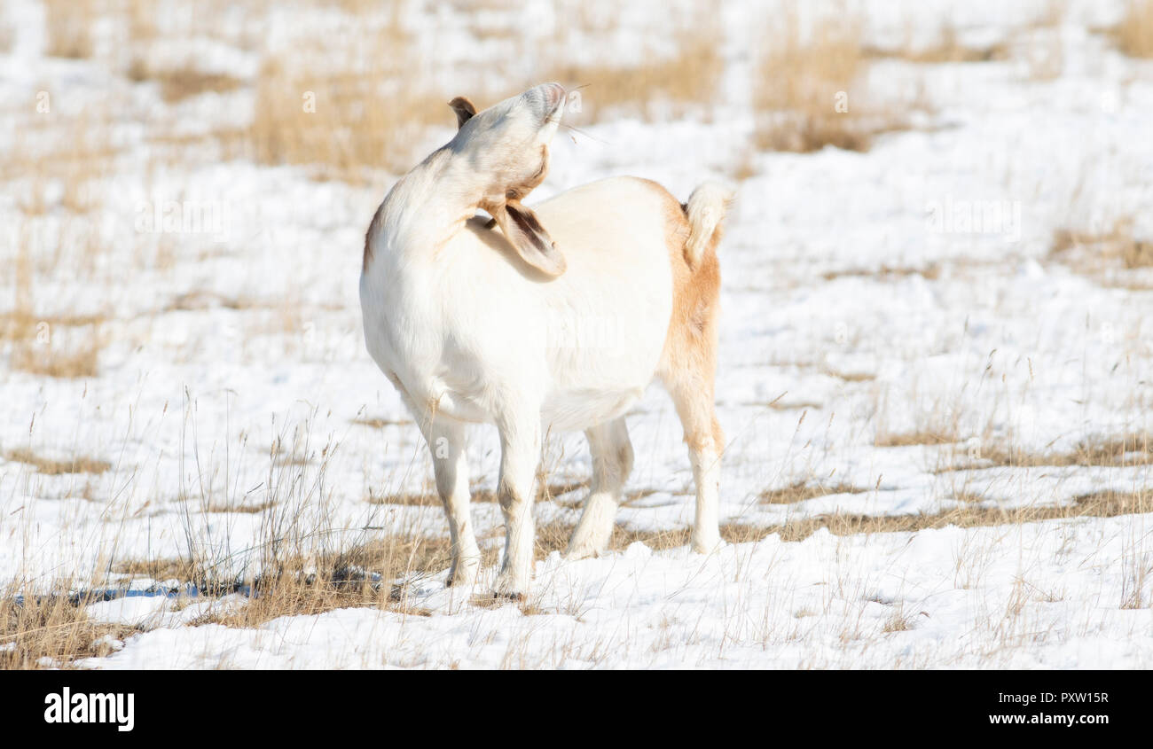 Domesticated, Curious, & Charismatic Goat (Capra aegagrus hircus ...