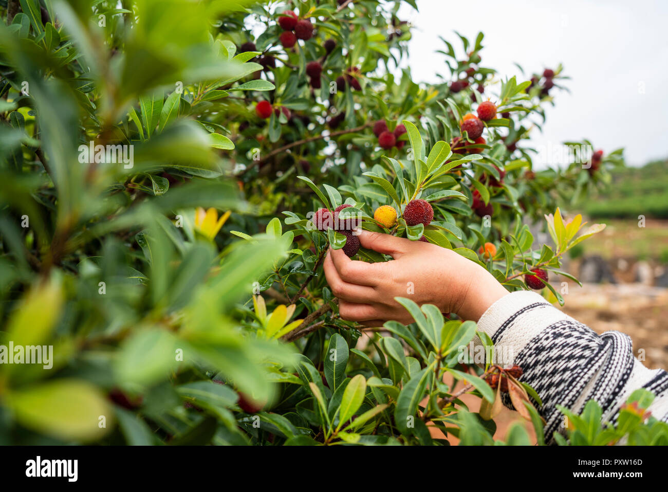 Young man harvesting waxberries Stock Photo - Alamy