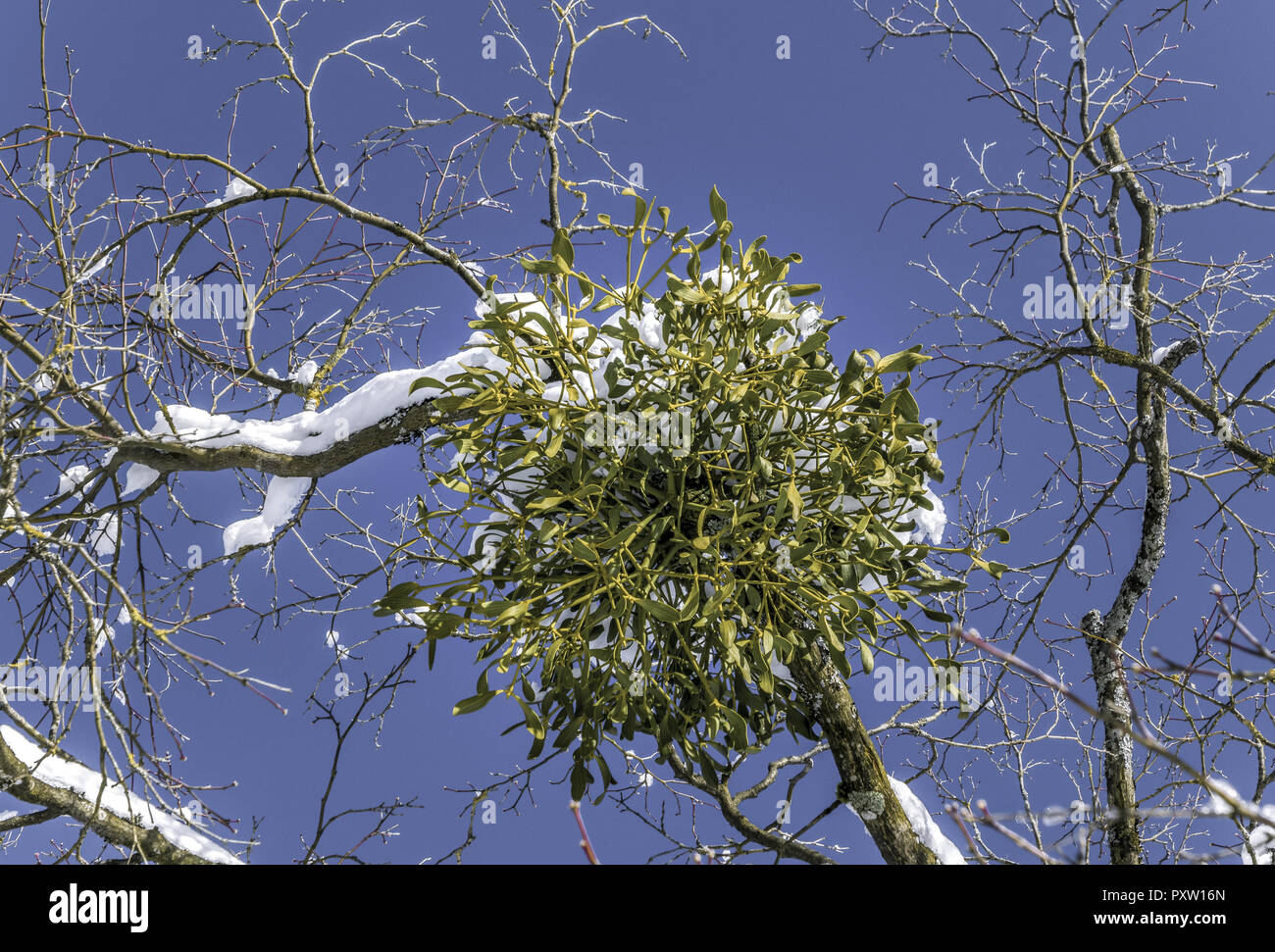 Mistletoe grow hi-res stock photography and images - Alamy