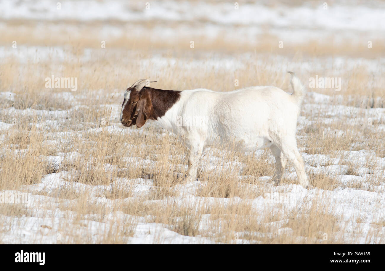 Domesticated, Curious, & Charismatic Goat (Capra aegagrus hircus ...