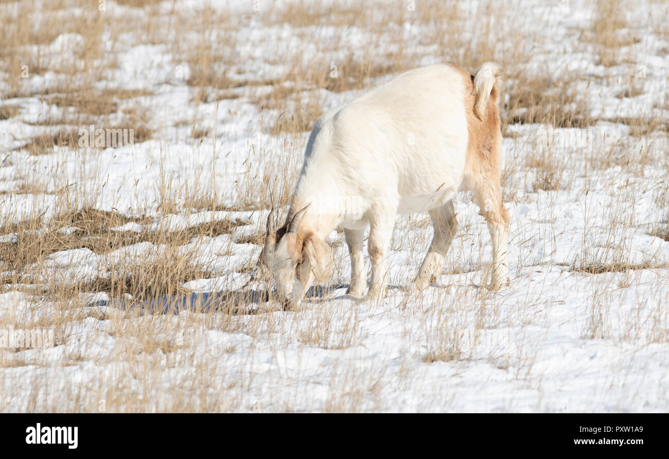 Domesticated, Curious, & Charismatic Goat (Capra aegagrus hircus ...