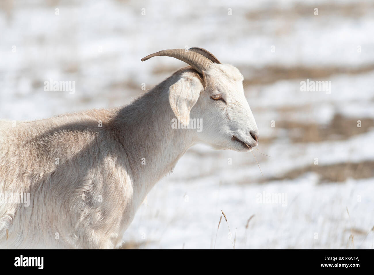Domesticated, Curious, & Charismatic Goat (Capra aegagrus hircus ...