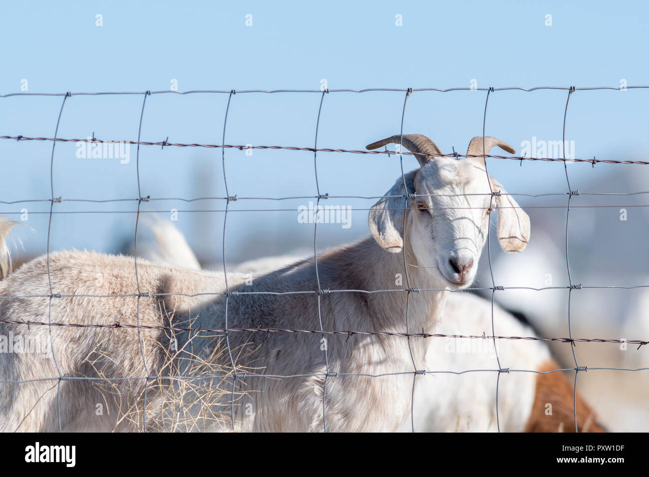 Goat Browsing High Resolution Stock Photography and Images - Alamy