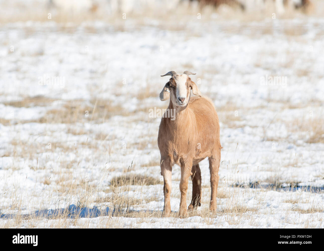 Domesticated, Curious, & Charismatic Goat (Capra aegagrus hircus ...