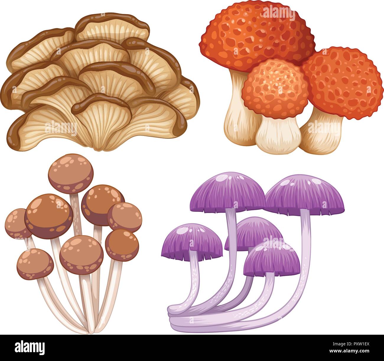 Four types of wild mushrooms illustration Stock Vector Image & Art - Alamy