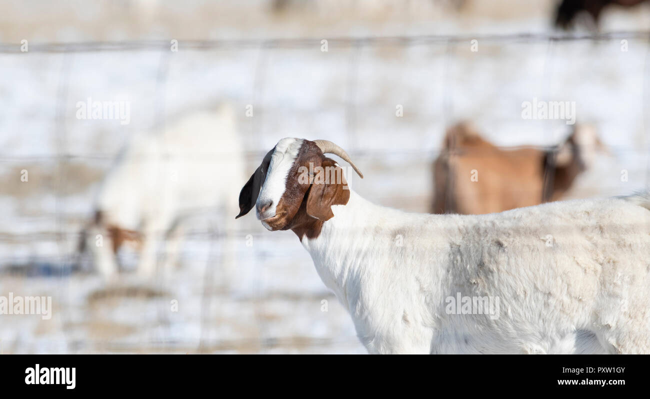 Goat browsing hi-res stock photography and images - Alamy