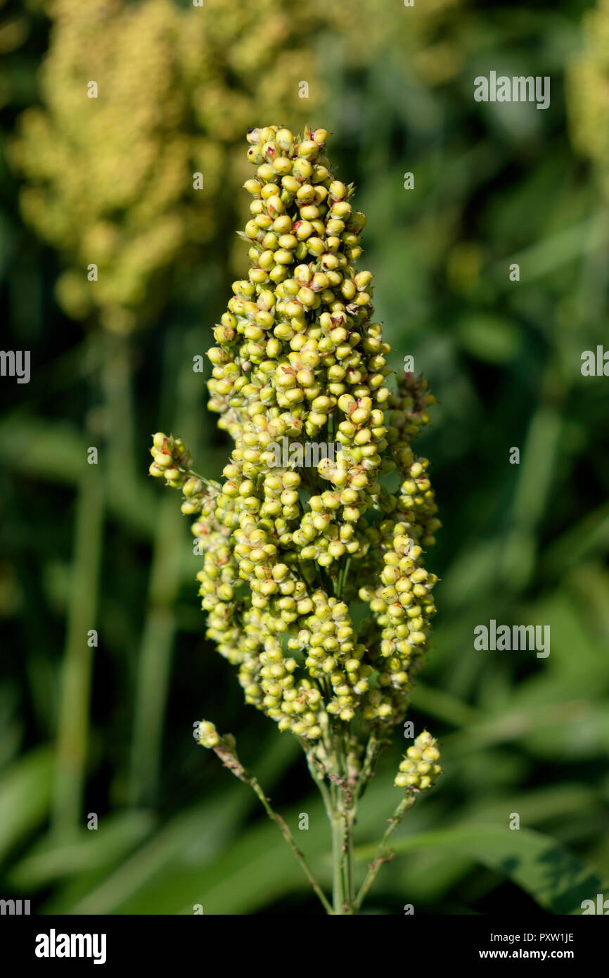 Millet land hi-res stock photography and images - Alamy