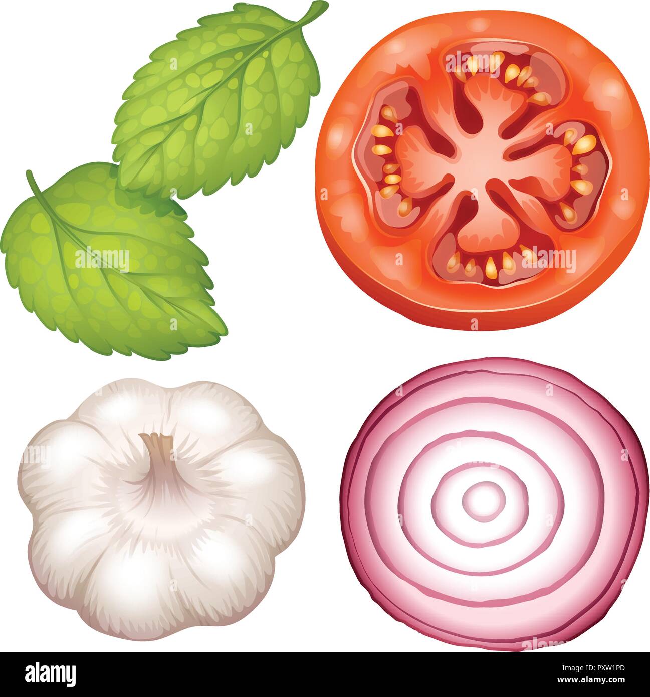 Four types of vegetables on white background illustration Stock Vector ...