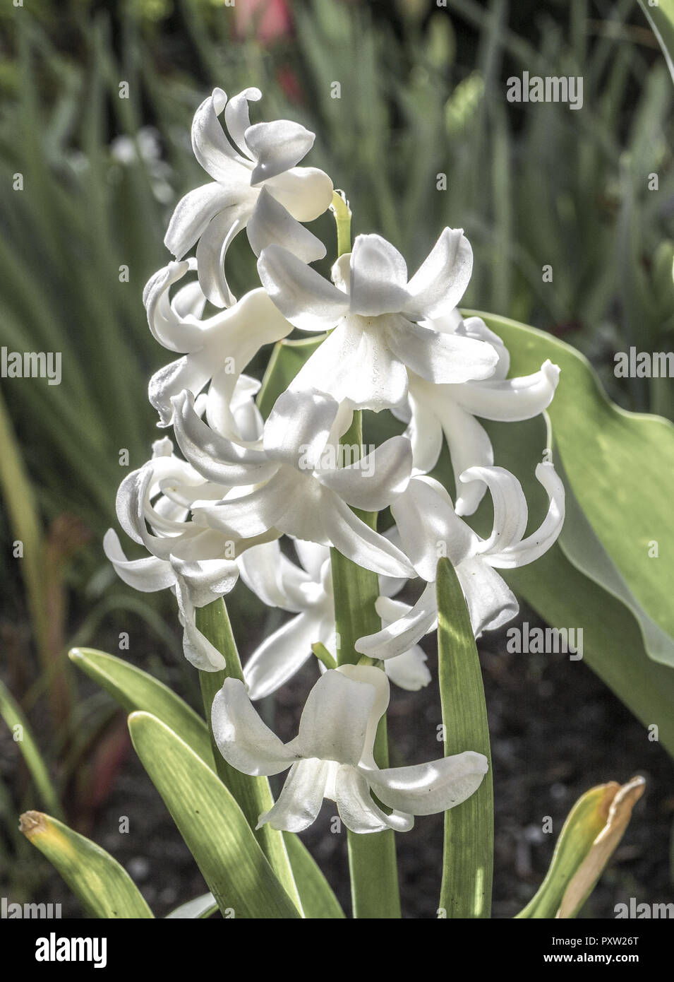 White garden hyacinth Stock Photo - Alamy